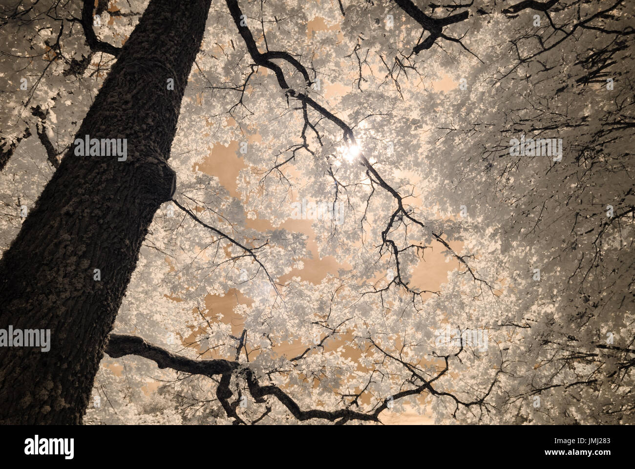 infrared camera image. colored. skyscape through trees and leaves in ...