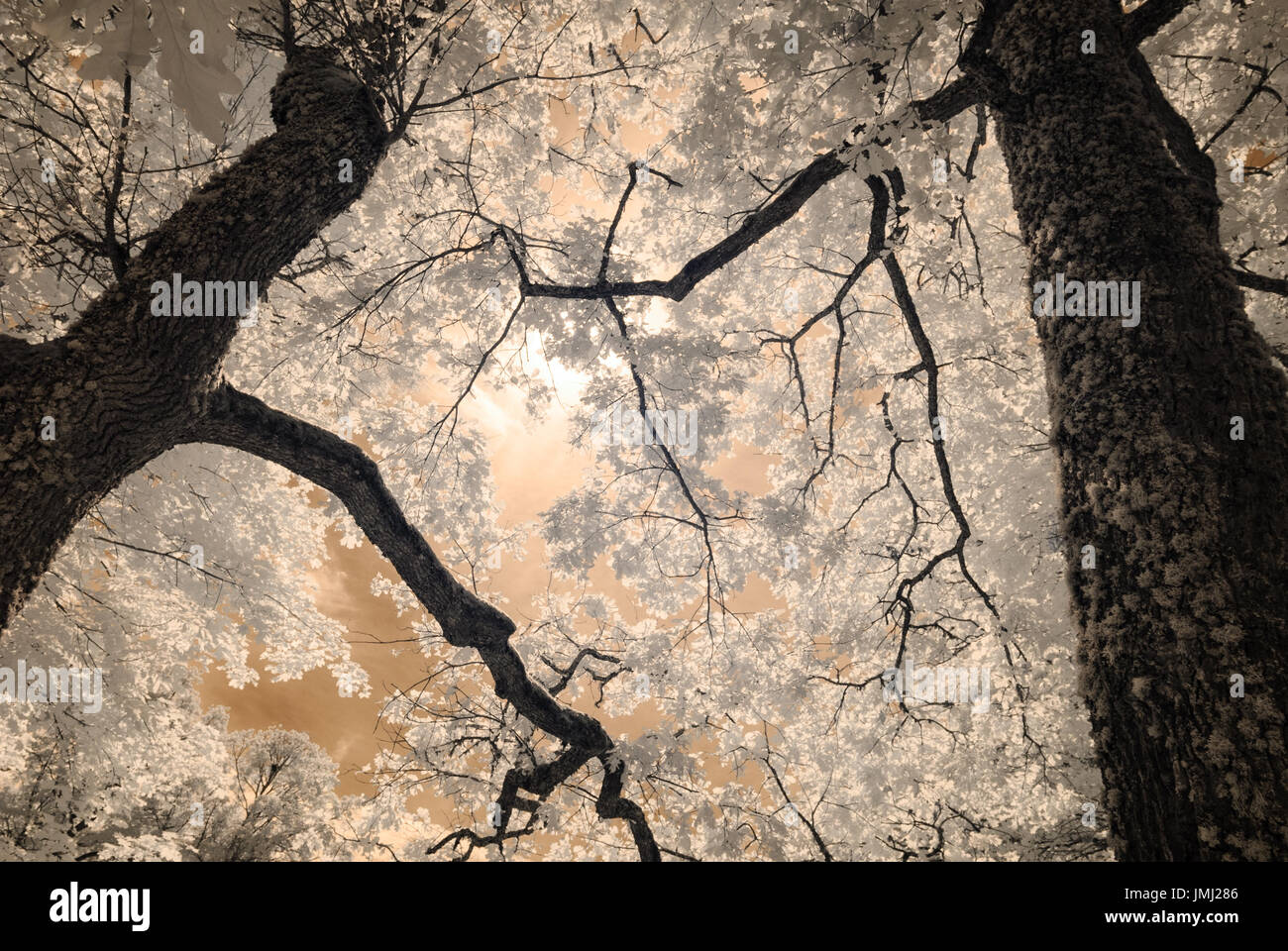 infrared camera image. colored. forest view with old trees and dark sky ...