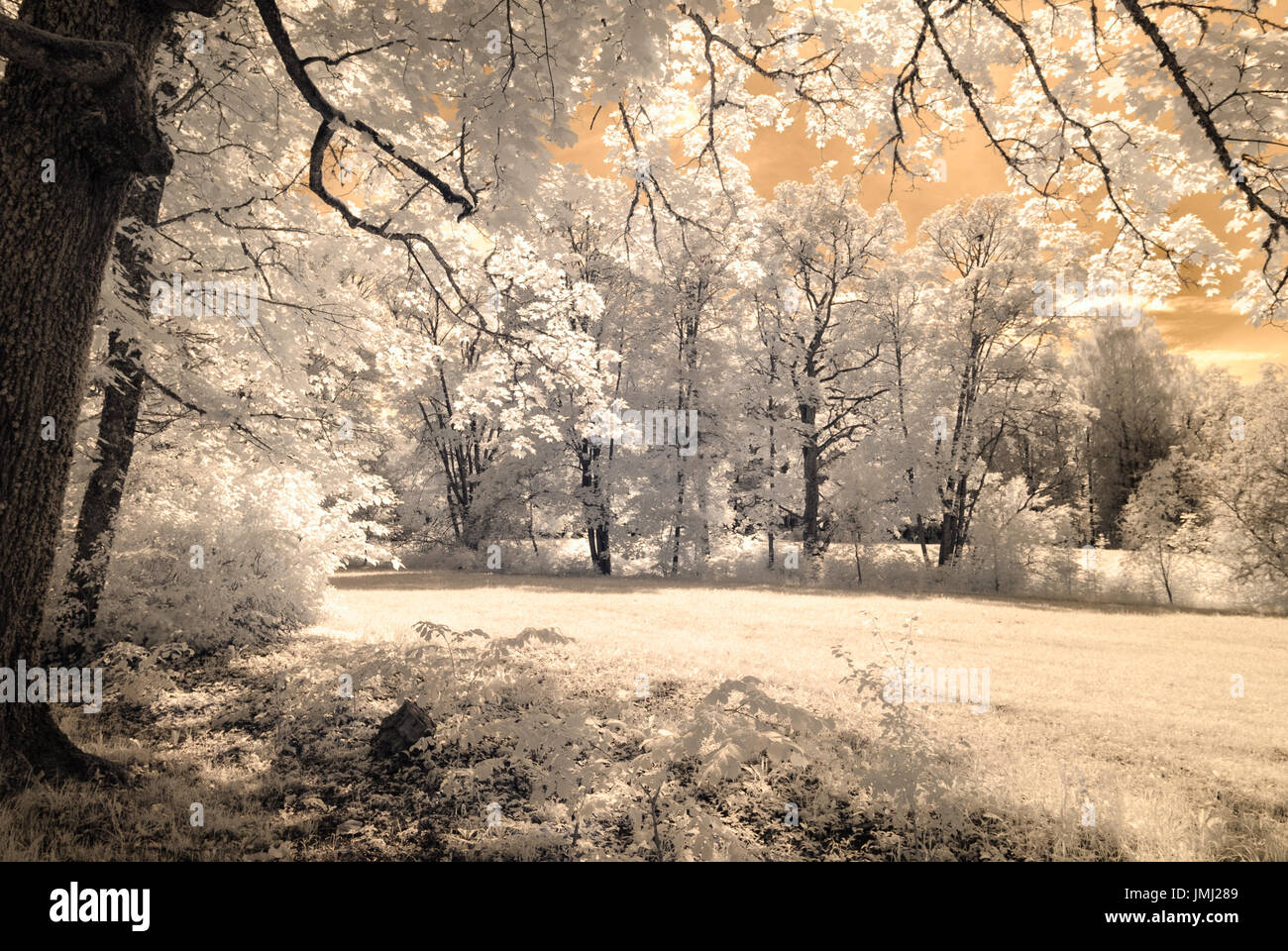 infrared camera image. colored. forest view with old trees and dark sky ...