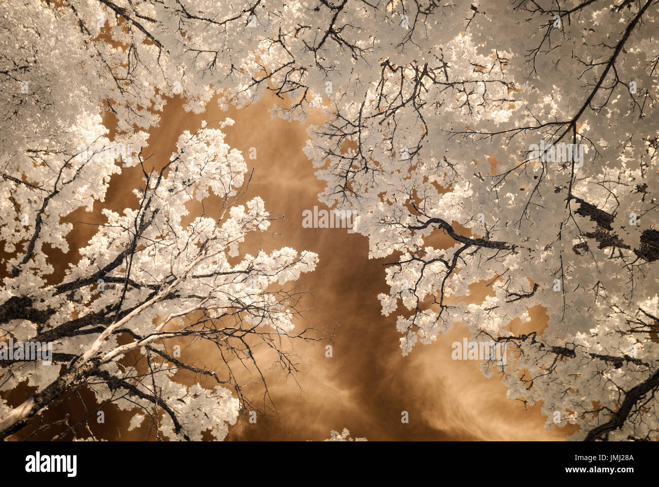 infrared camera image. colored. skyscape through trees and leaves in ...