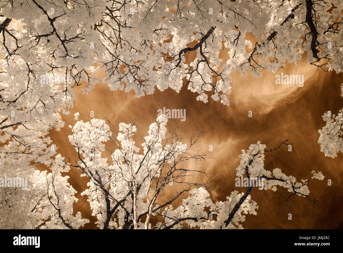 infrared camera image. colored. skyscape through trees and leaves in ...