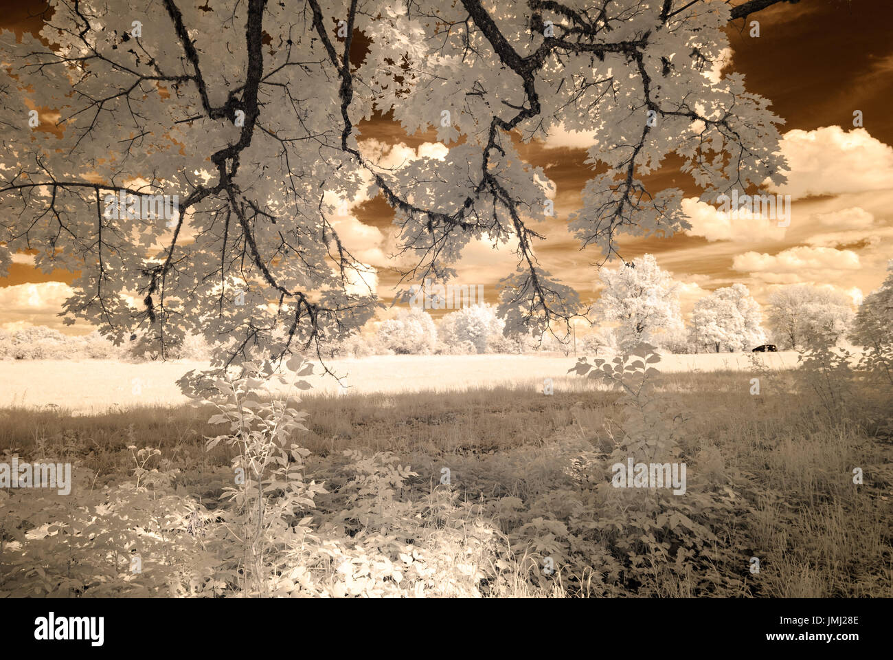 infrared camera image. colored. skyscape through trees and leaves in ...
