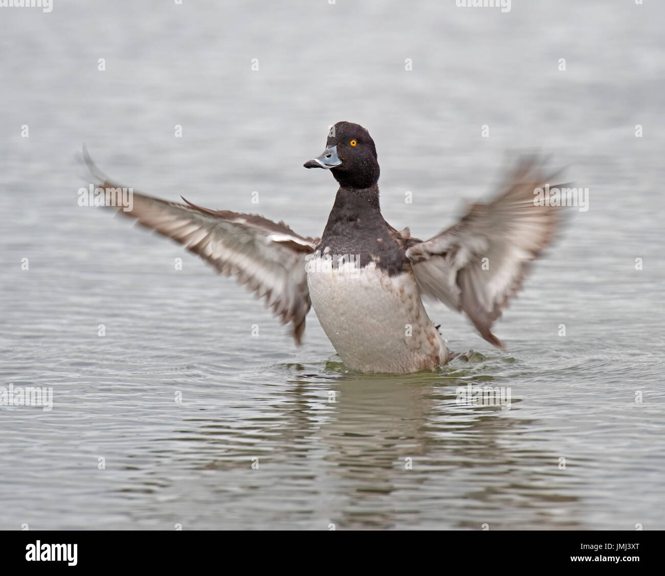 Tufted duck standing hi-res stock photography and images - Alamy