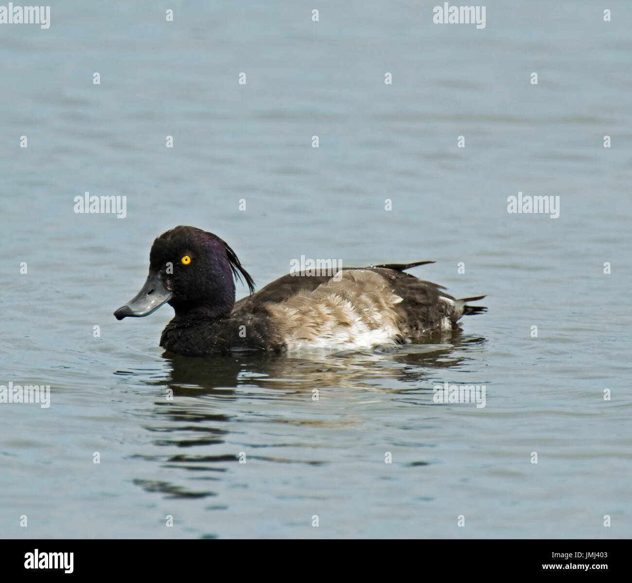 Tufted duck images hi-res stock photography and images - Alamy