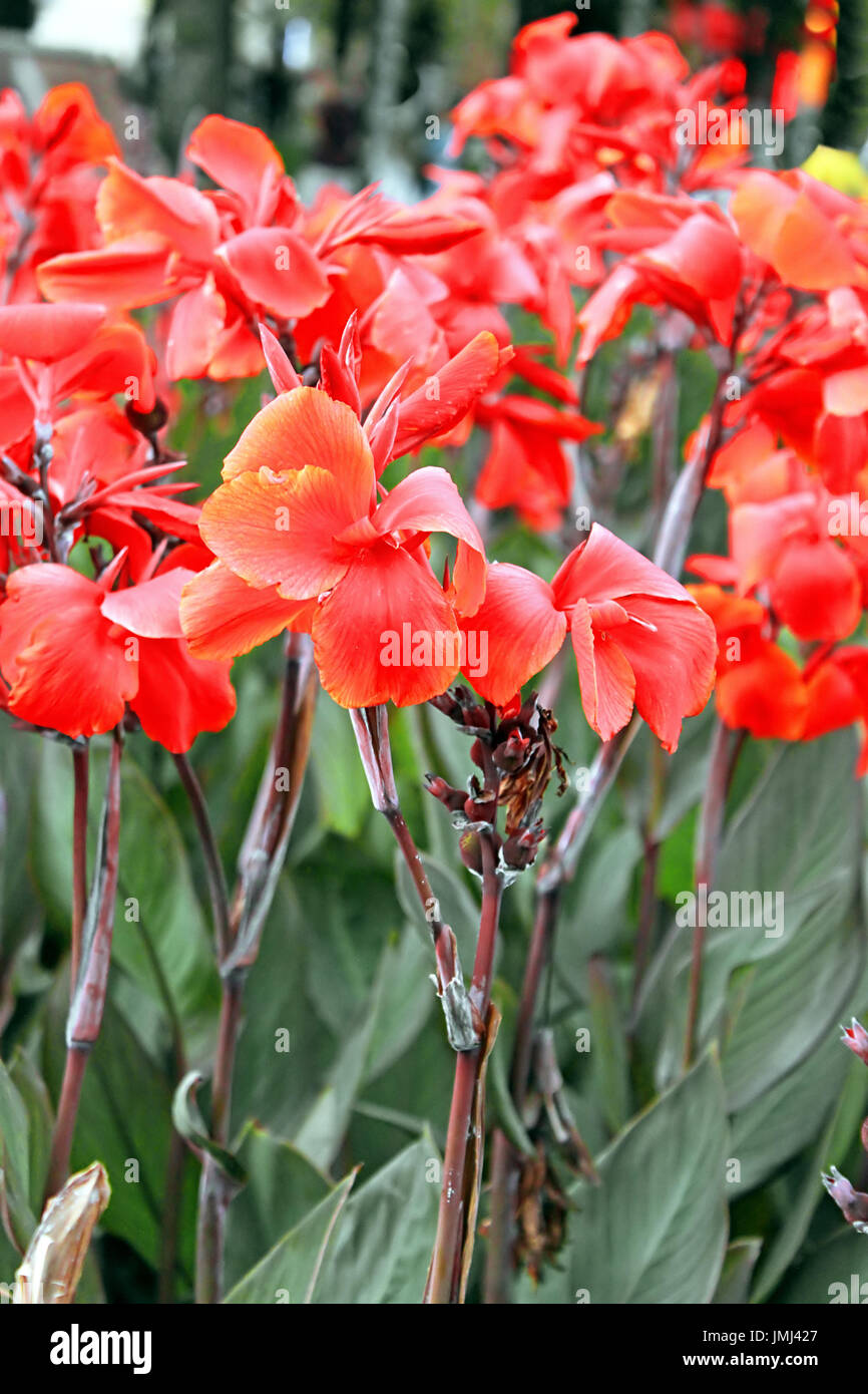 Red irises in the summer garden Stock Photo - Alamy