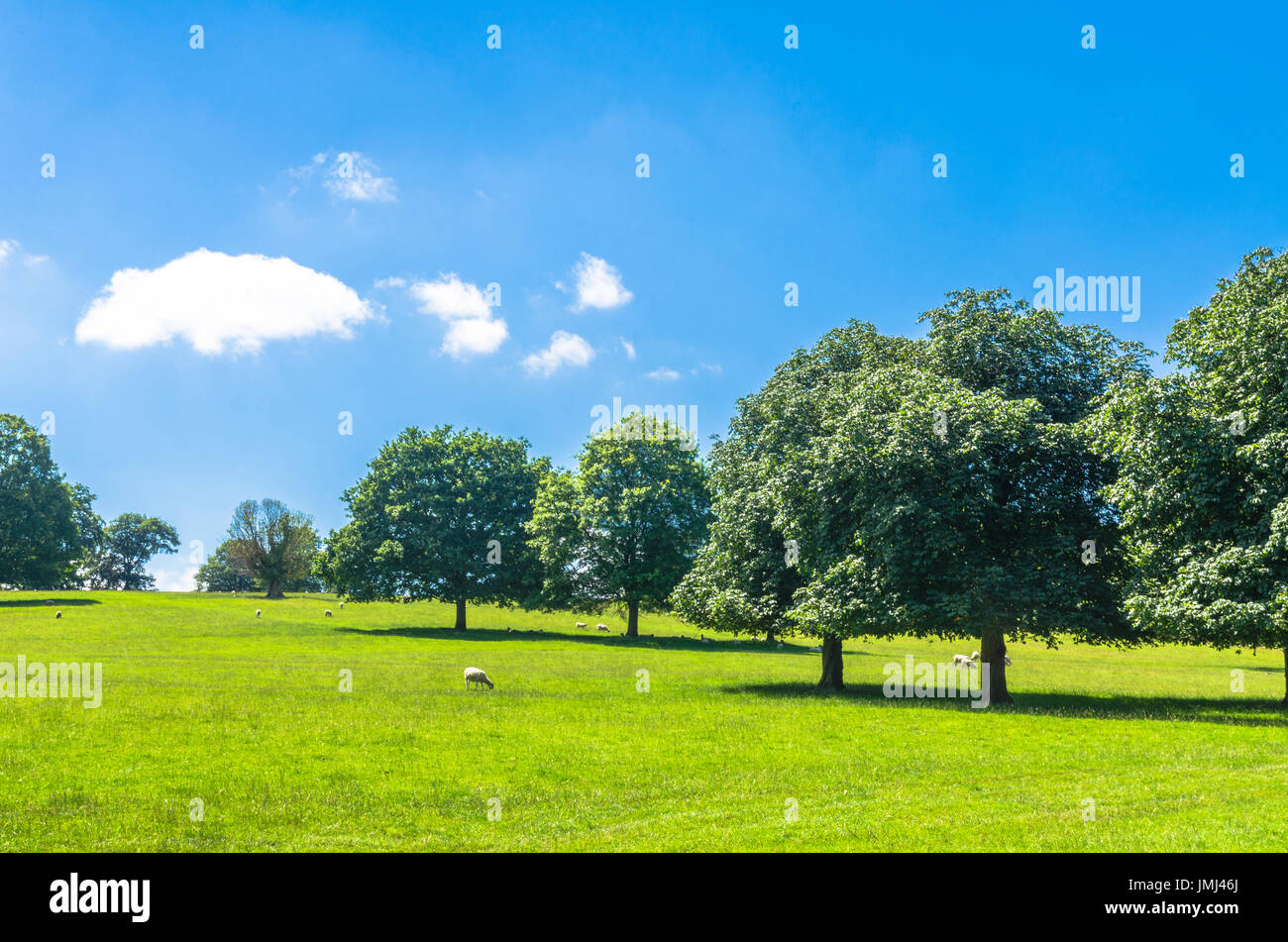 Green field with sheep hi-res stock photography and images - Alamy