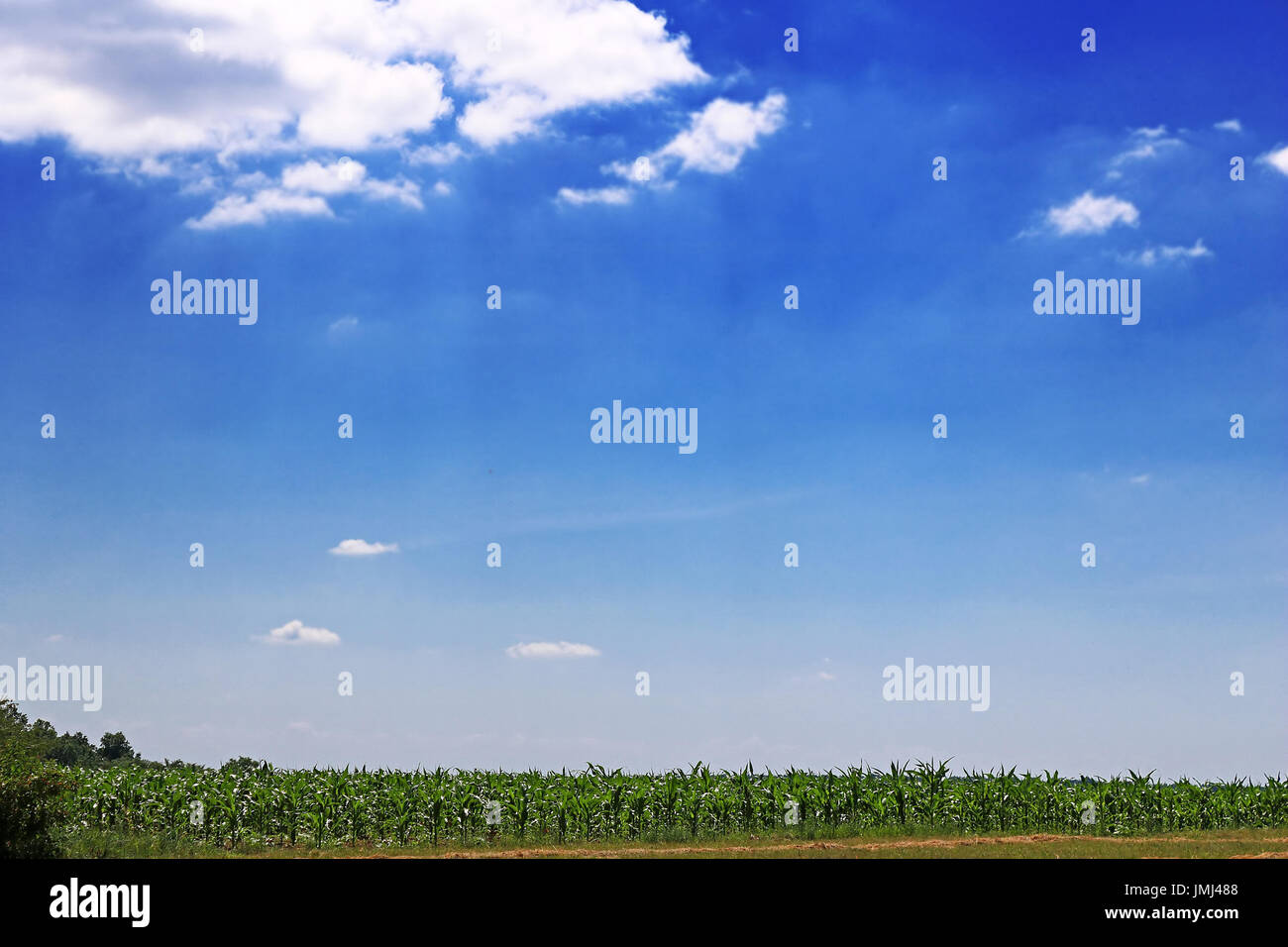Field with corn under cloudy sky Stock Photo - Alamy