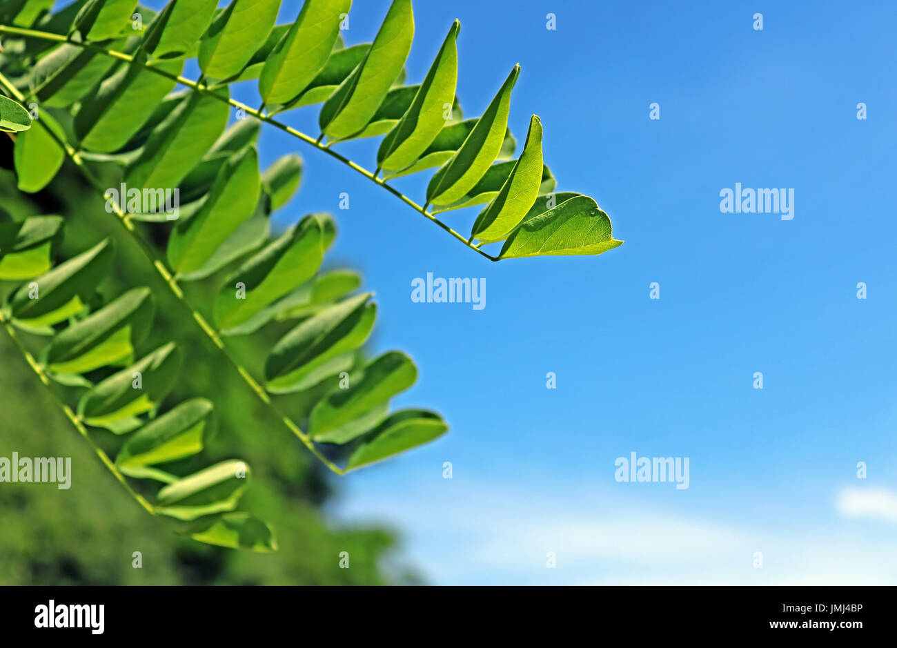 Locust leaves hi-res stock photography and images - Alamy