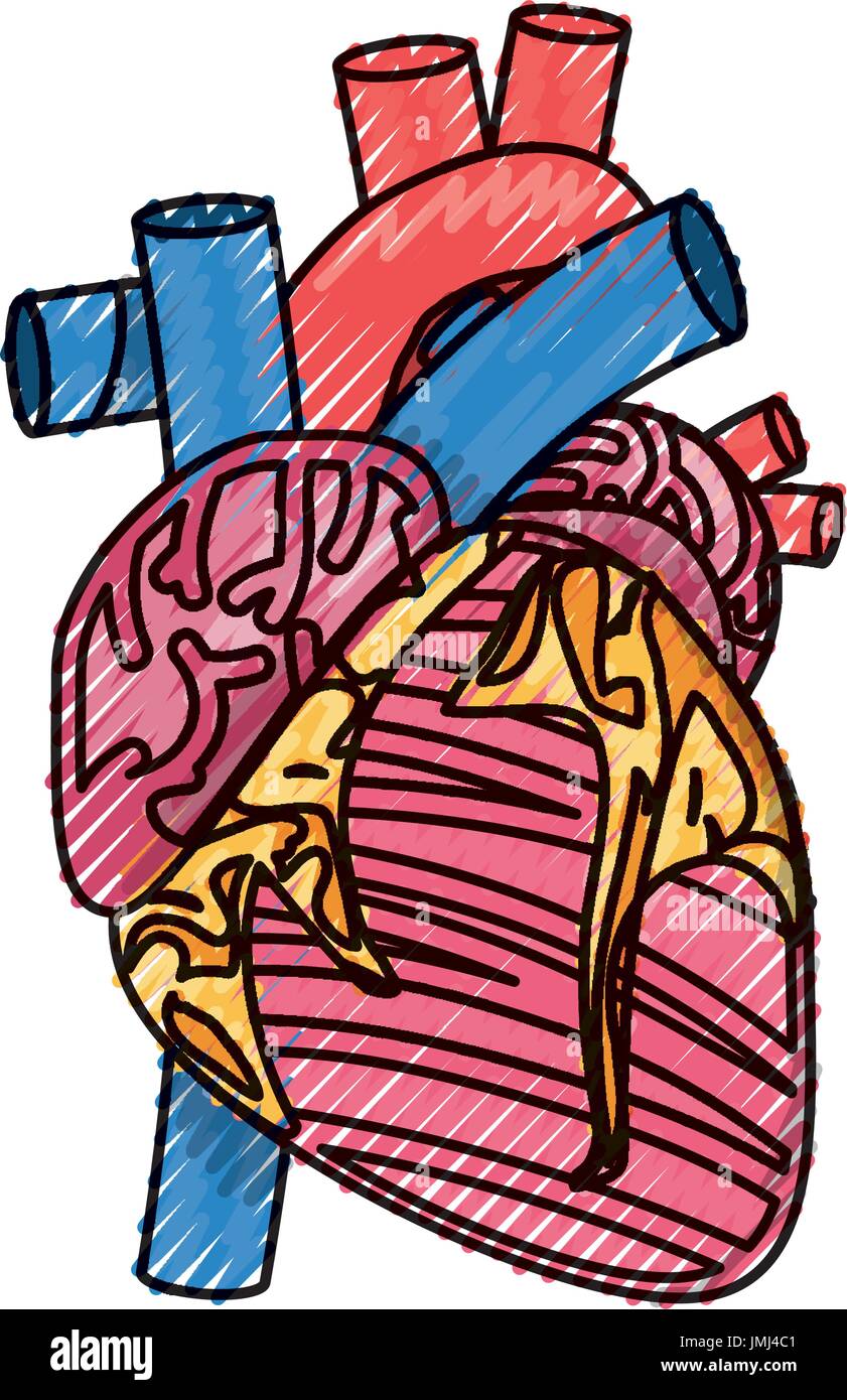 Human heart symbol over white background icon Stock Vector Image & Art ...