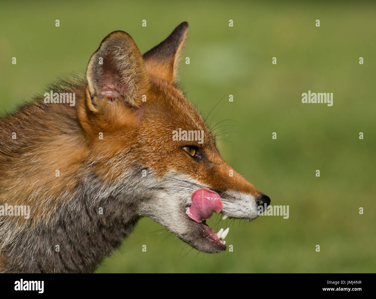 fox Portrait Stock Photo - Alamy