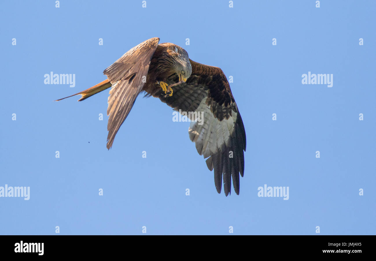 Red kite feeding in flight hi-res stock photography and images - Alamy