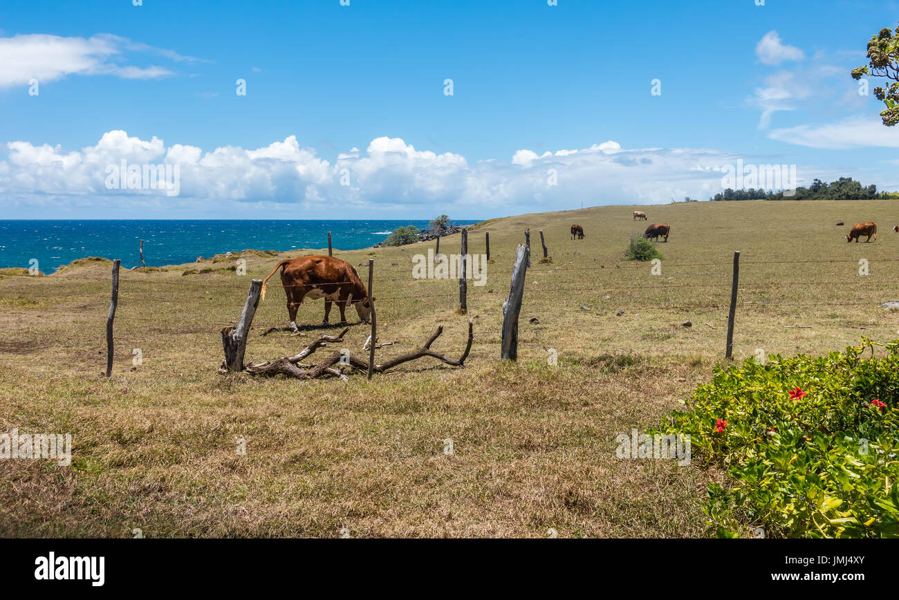 Cattle ranching hawaii hi-res stock photography and images - Alamy