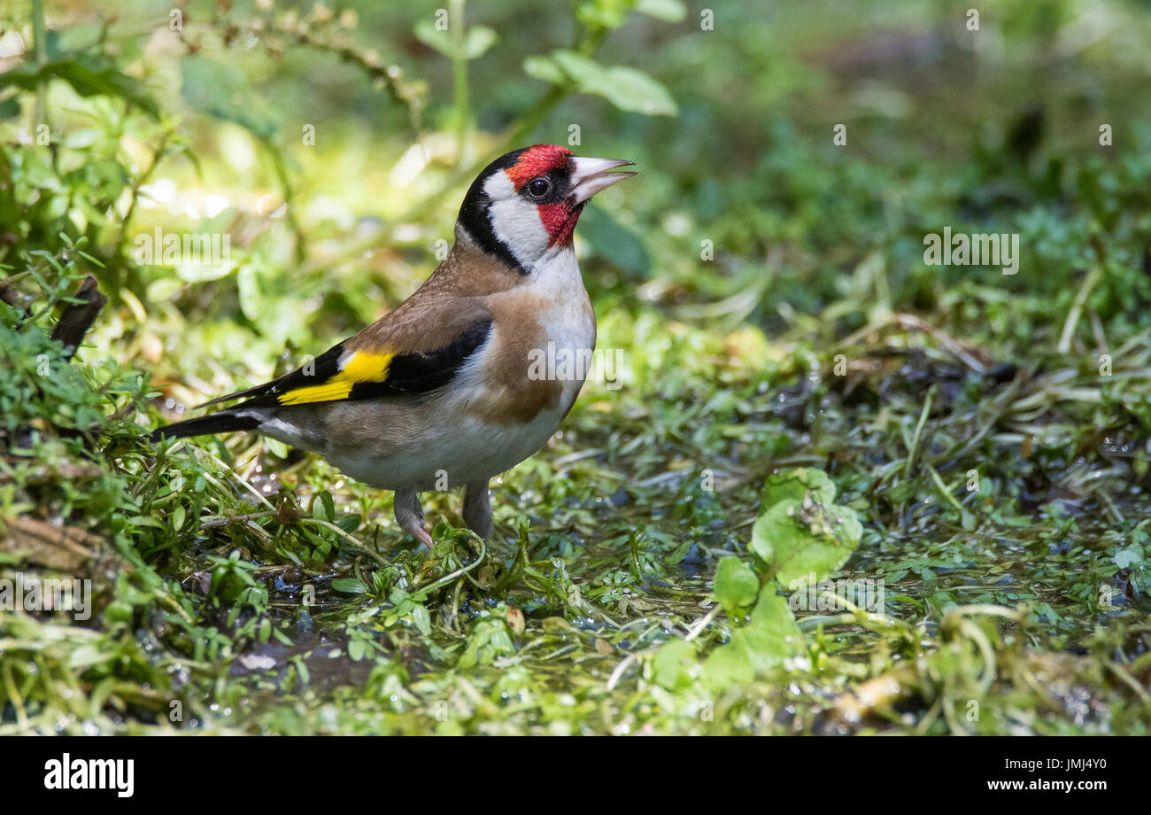 Goldfinch gold finch bird hi-res stock photography and images - Alamy