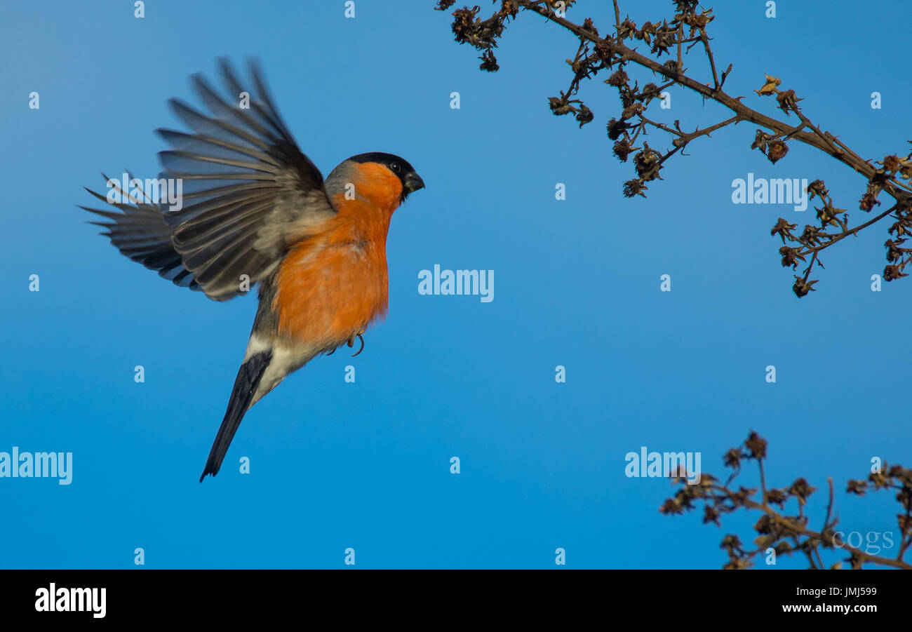 Flying male bullfinch hi-res stock photography and images - Alamy