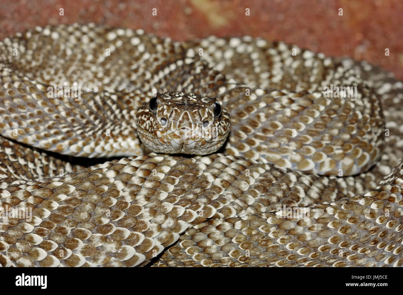 Snakes of venezuela hi-res stock photography and images - Alamy