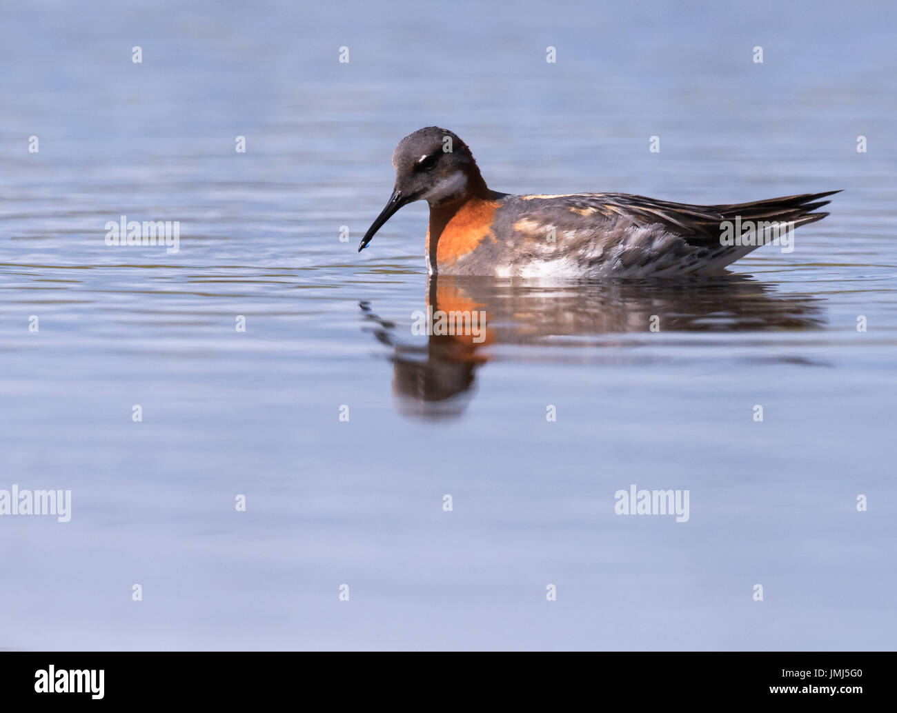 A female Red Necked Phalarope (Phalaropus lobatus) on a small lochan ...