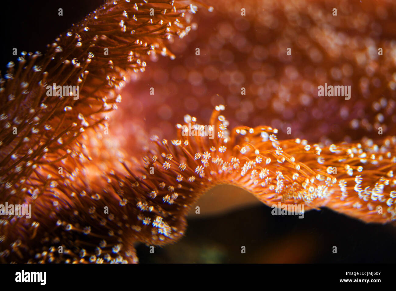 Underwater pink coral hi-res stock photography and images - Alamy