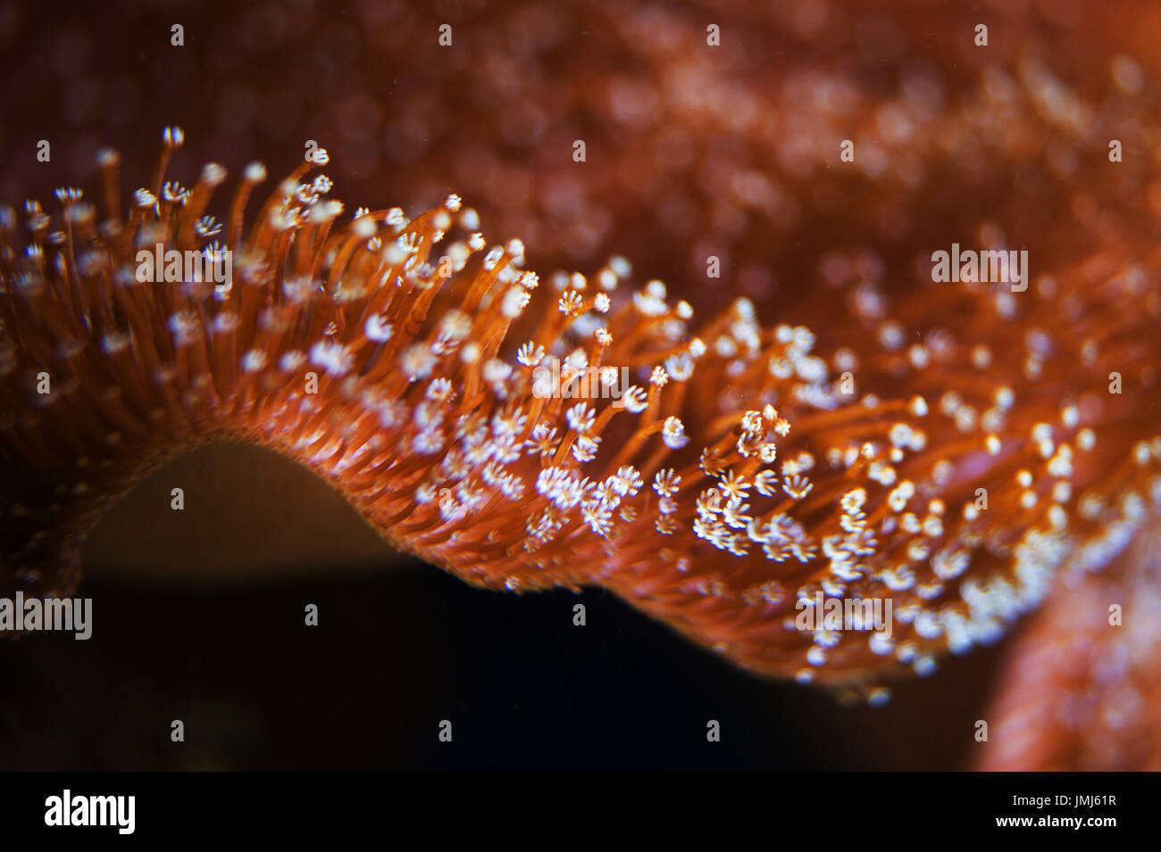 Underwater pink coral hi-res stock photography and images - Alamy