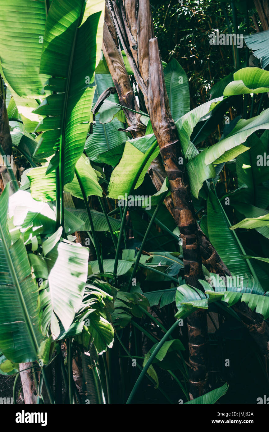 Tropical plants and trees growing in a botanical garden Stock Photo - Alamy