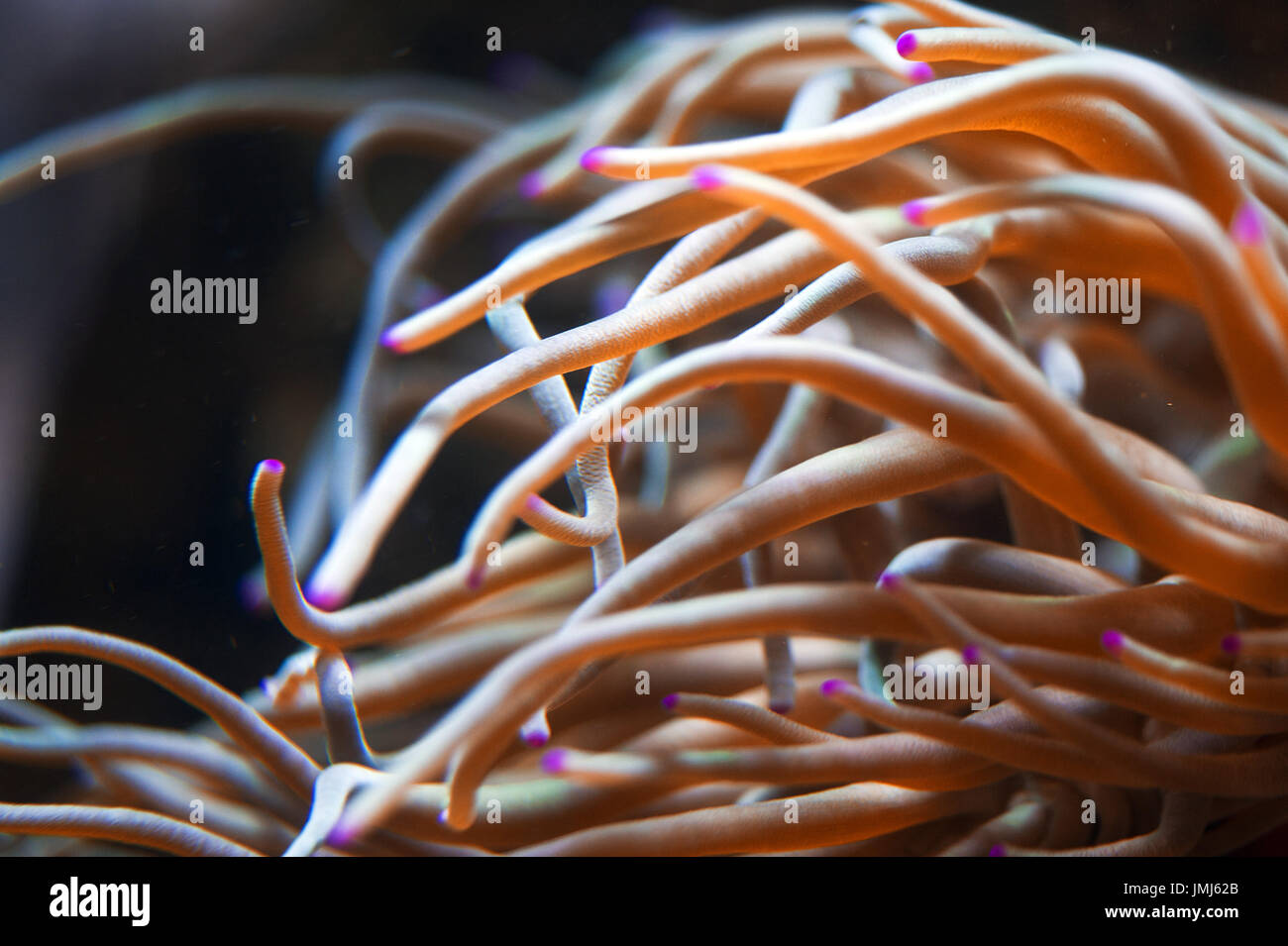 Magenta coral hi-res stock photography and images - Alamy