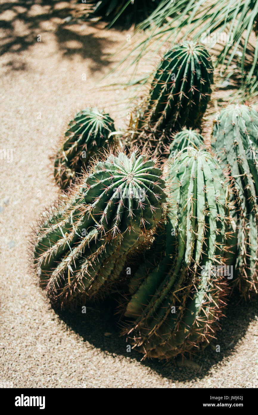 Cacti growing in a sandy garden in sunshine Stock Photo - Alamy