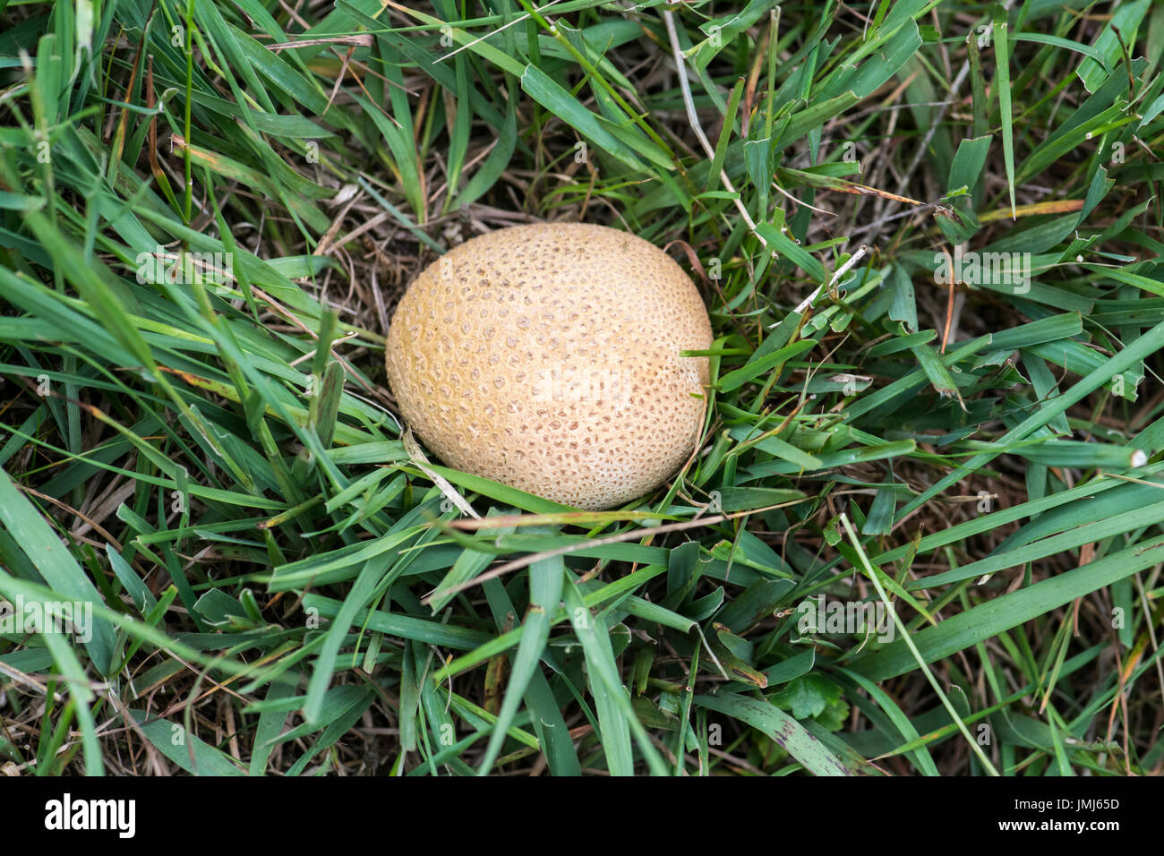 Common earth ball fungus scleroderma hi-res stock photography and ...