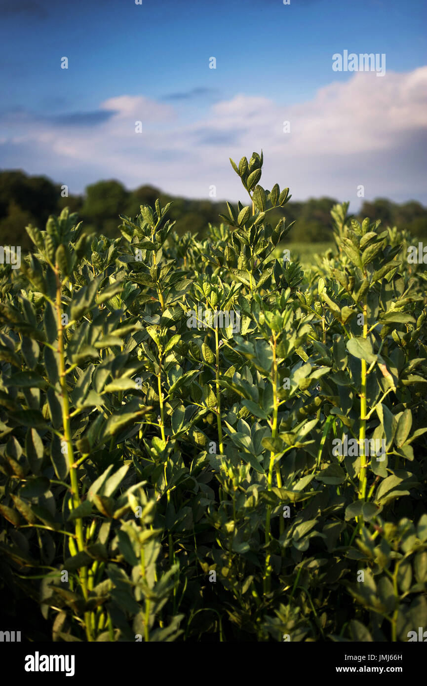Field Beans Uk High Resolution Stock Photography and Images - Alamy