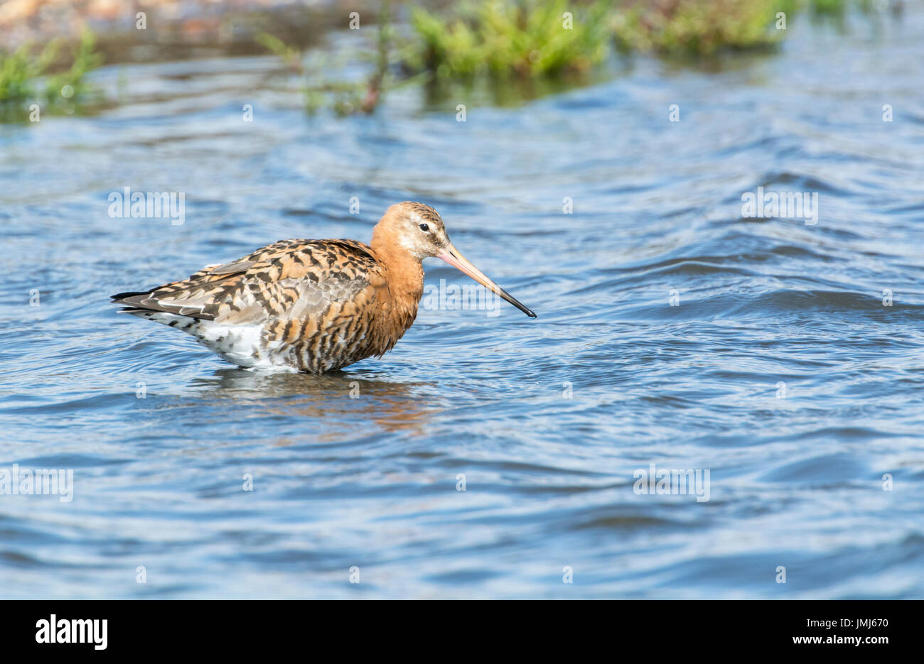 Black tailed godwit summer plumage hi-res stock photography and images ...
