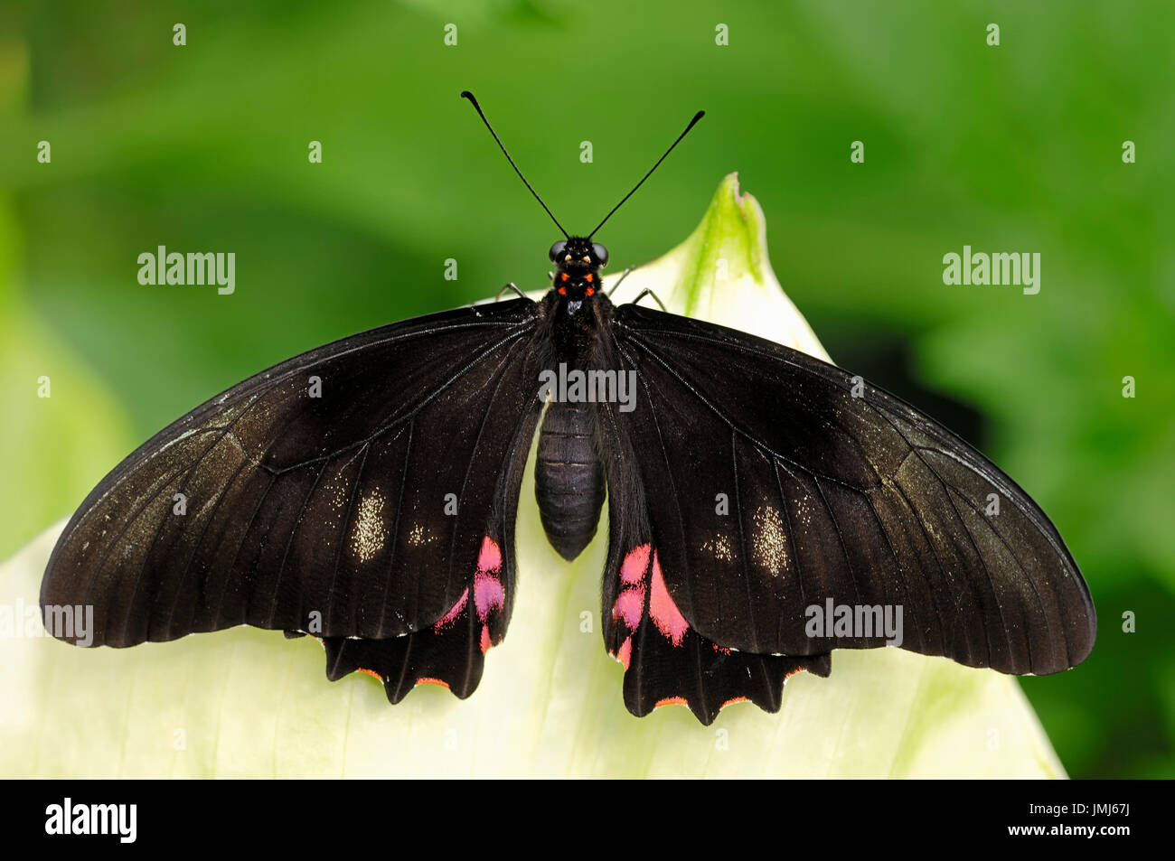 Ruby-spotted Swallowtail / (Papilio anchisiades) / Red-spotted ...