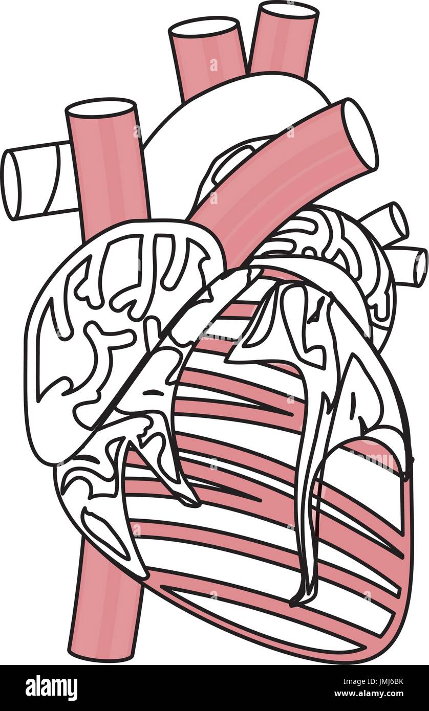 Human heart symbol over white background icon Stock Vector Image & Art ...