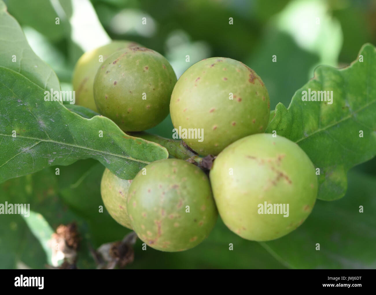 Oak marble galls on the stem of the Pedunculate or Common Oak (Quercus ...