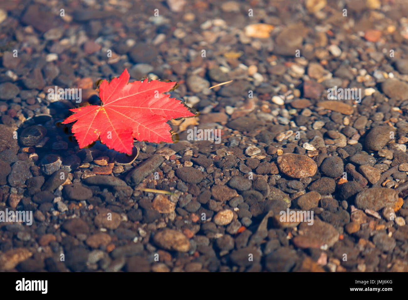Floating Maple Leaf
