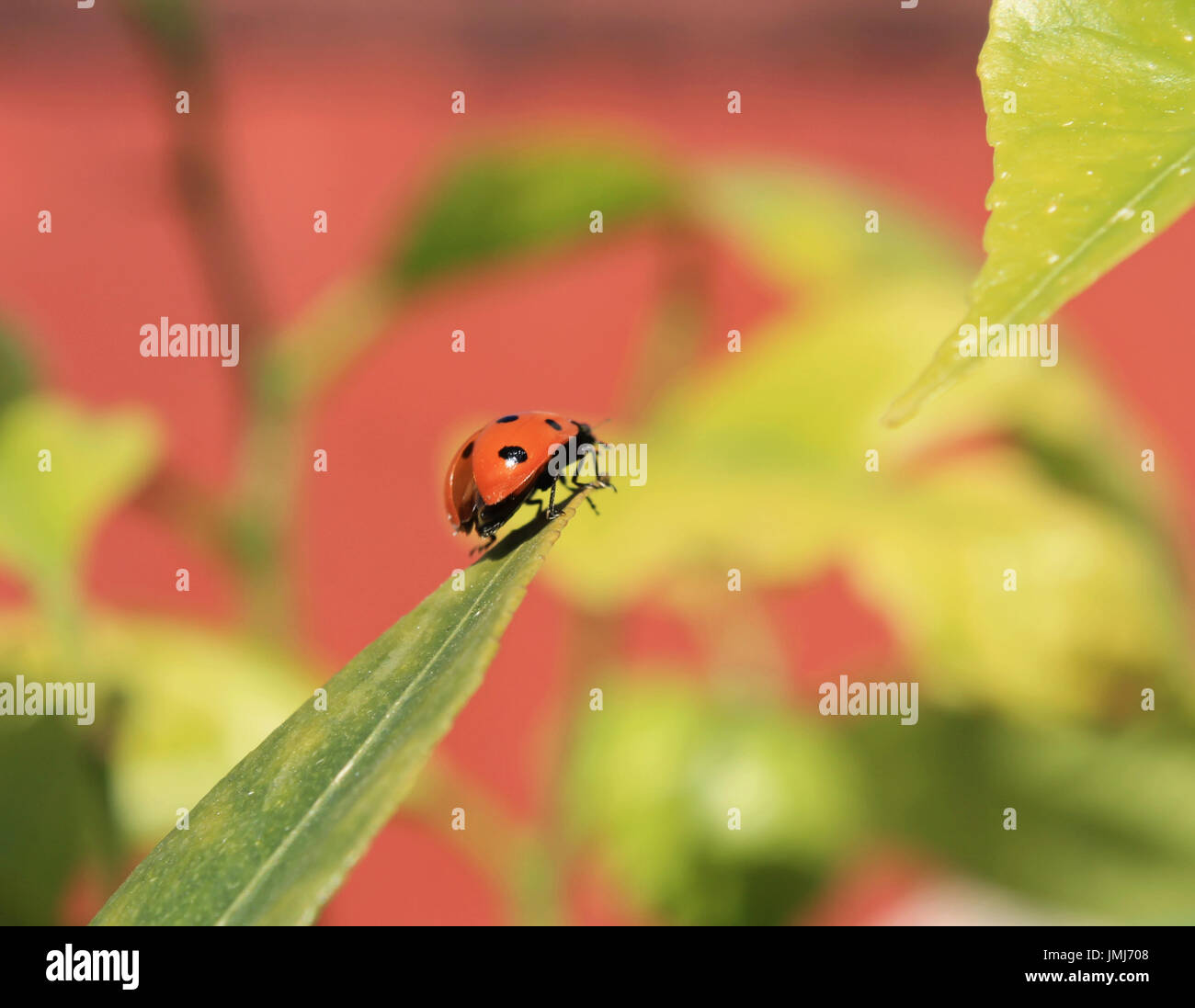 Ladybug flying not wing hi-res stock photography and images - Alamy