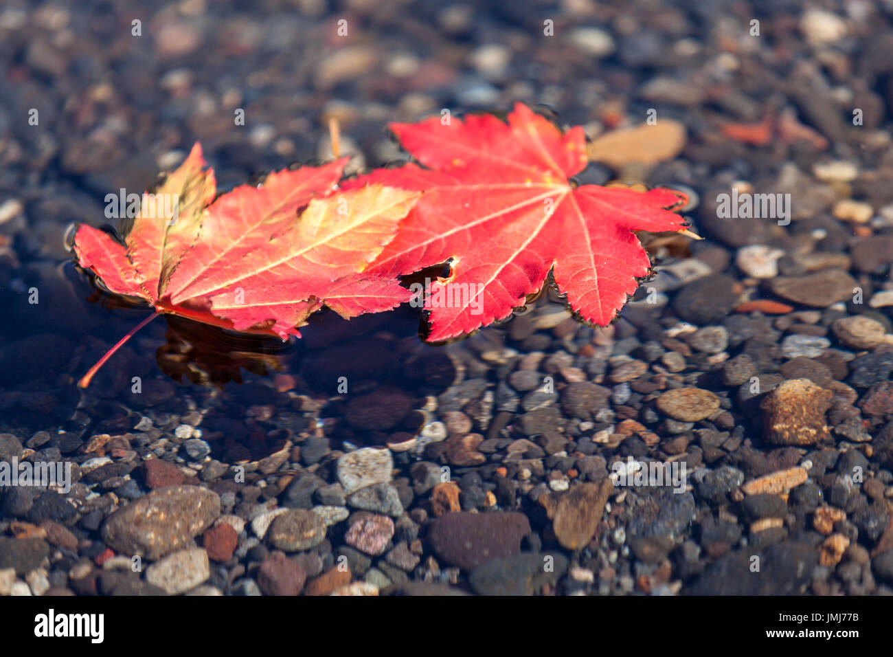 Two red maple leaves in fall floating together in a shallow stream of ...