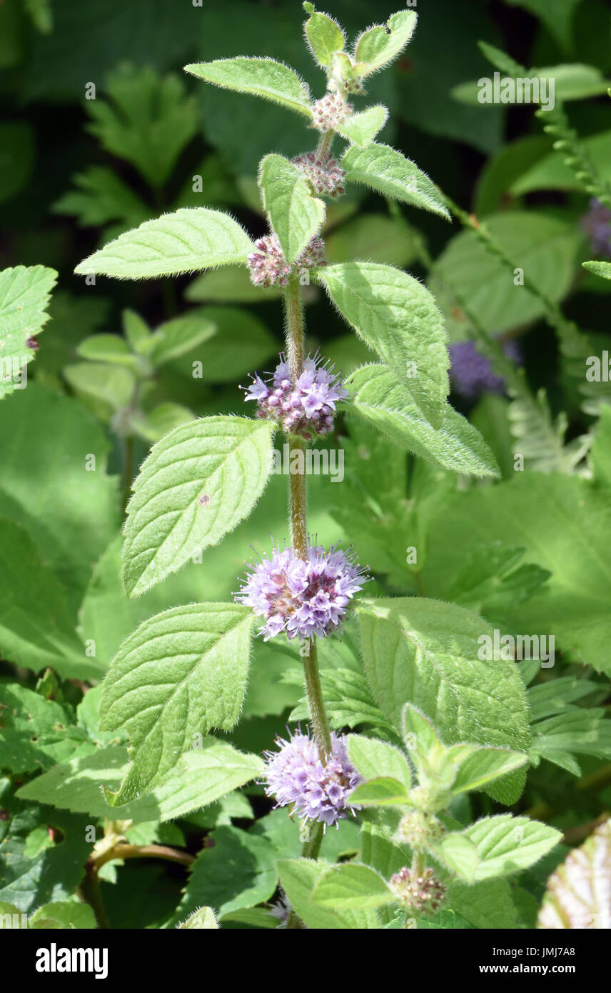 Field mint mentha arvensis hi-res stock photography and images - Alamy
