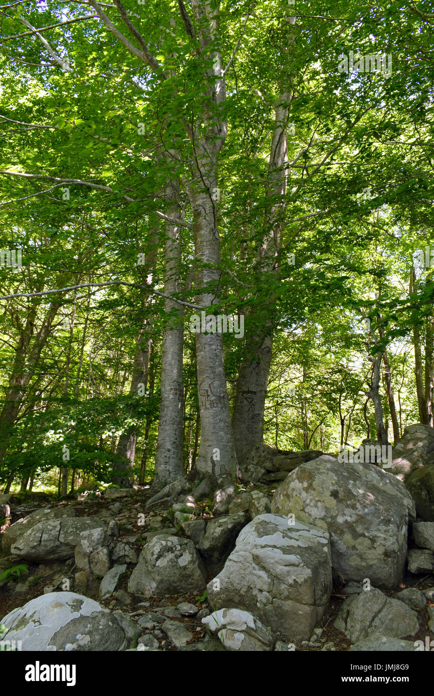 Trees in the forest The Montseny Stock Photo - Alamy