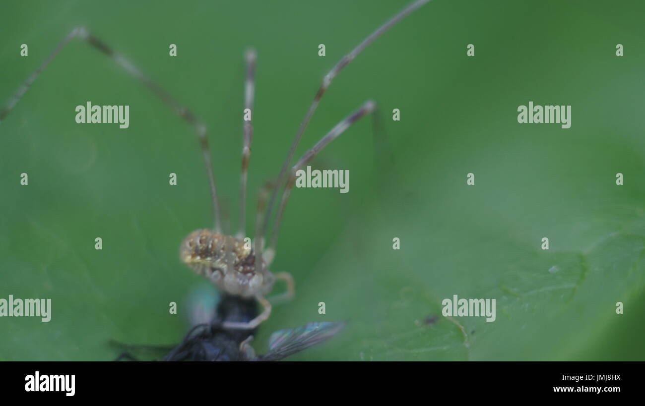 The spider kills a victim and eating it's fly Stock Photo - Alamy