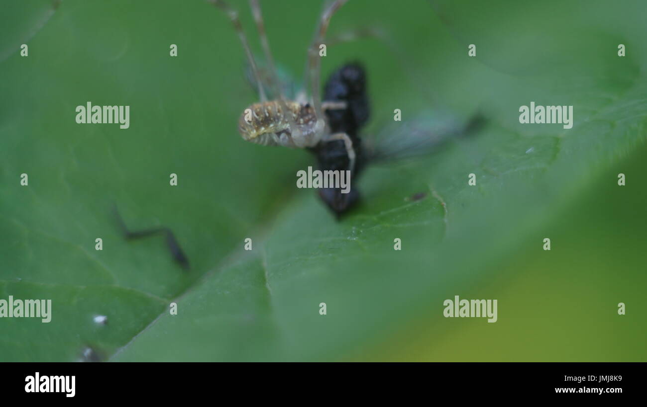 The spider kills a victim and eating it's fly Stock Photo - Alamy