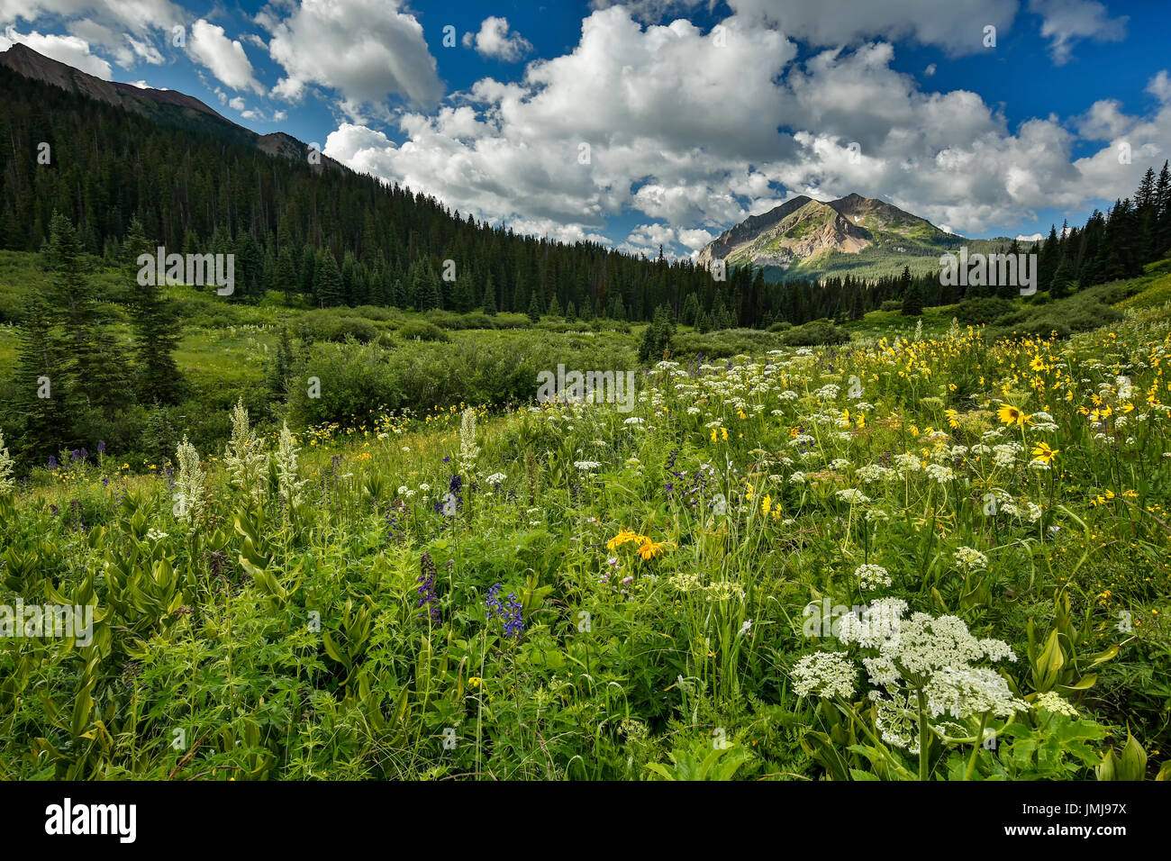 Wildflowers and Gothic Mountain (12,631 ft.) from Rustler Gulch ...