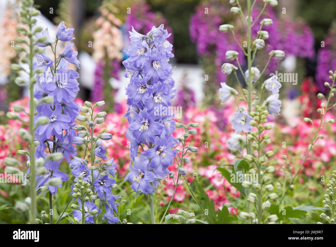 Delphinium 'Magic fountains lavender white bee'. Magic Fountains Lavender White Bee Larkspur ...