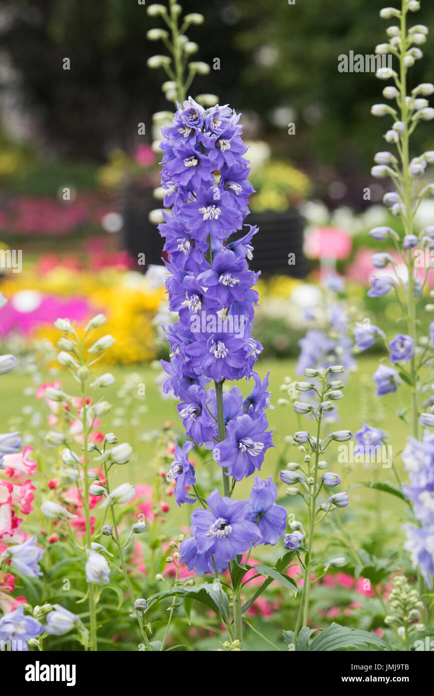 Delphinium 'Magic fountains lavender white bee'. Magic Fountains Lavender White Bee Larkspur ...