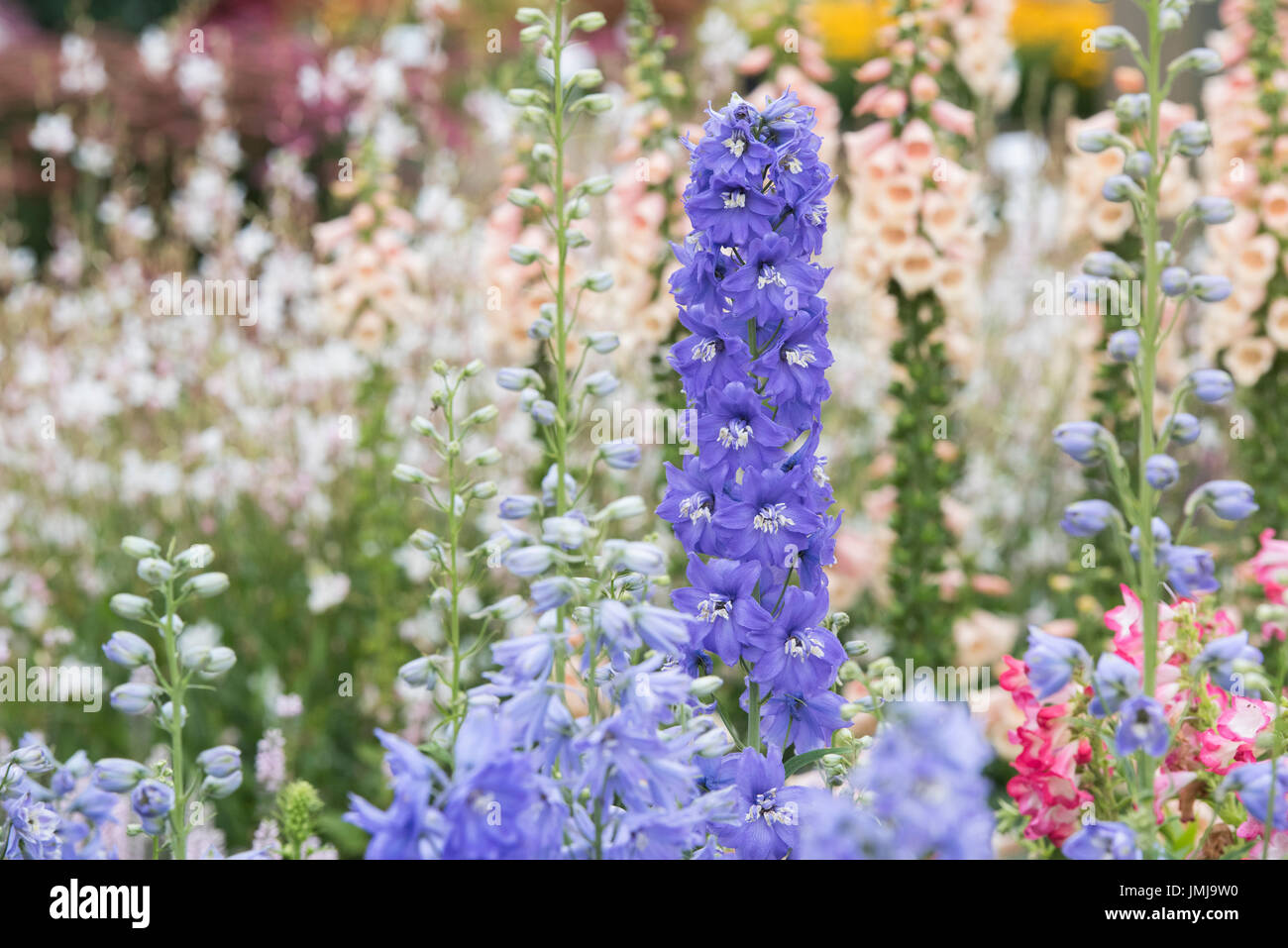 Delphinium 'Magic fountains lavender white bee'. Magic Fountains Lavender White Bee Larkspur ...