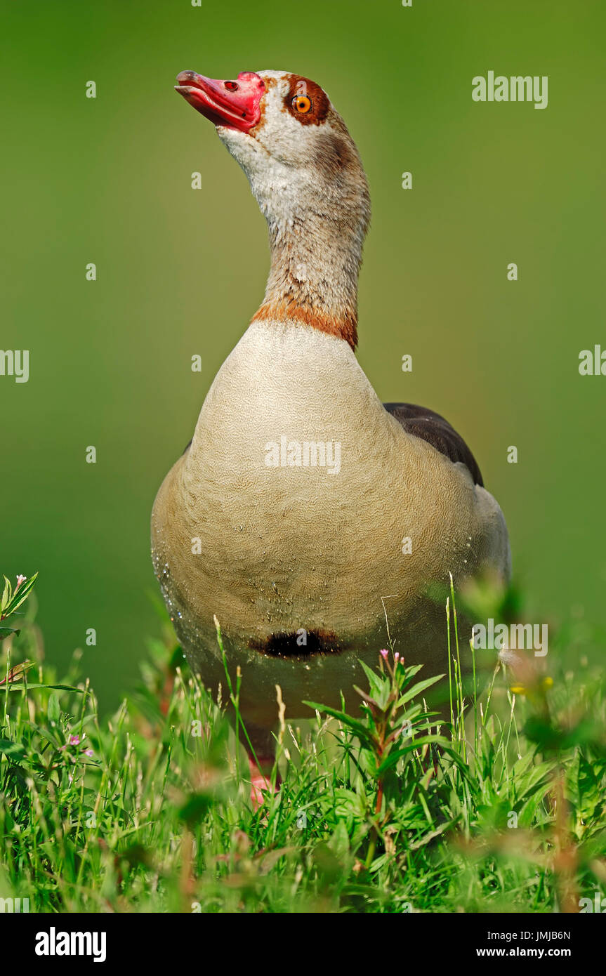 Egyptian Goose, North Rhine-Westphalia, Germany / (Alopochen ...