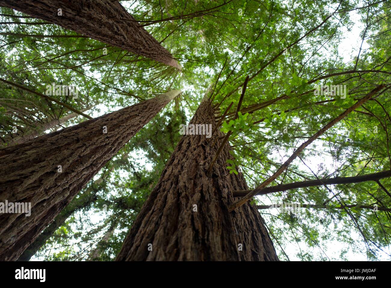 View up the trunks of mature coast redwood trees in Redwoods Regional ...