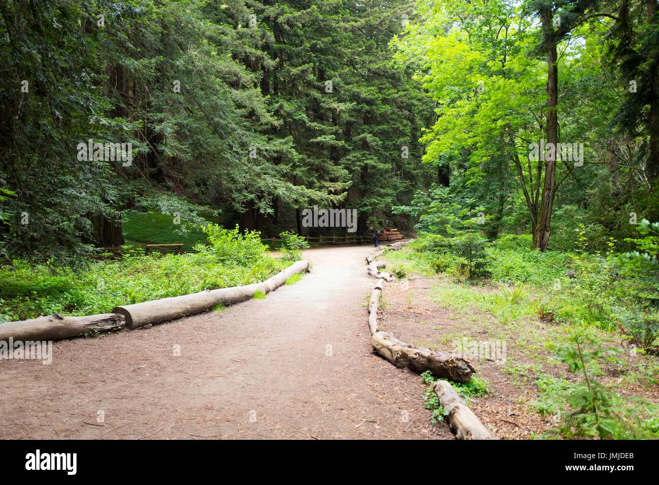 Stream trail passing through coast redwood trees in Redwoods Regional ...