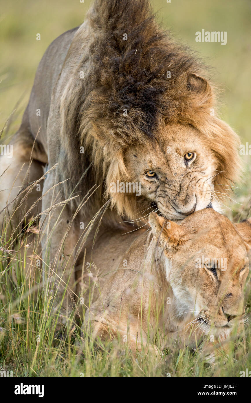 Male And Female Lions Mating