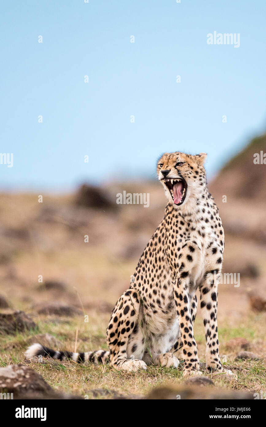 Cheetah Snarling High Resolution Stock Photography and Images - Alamy