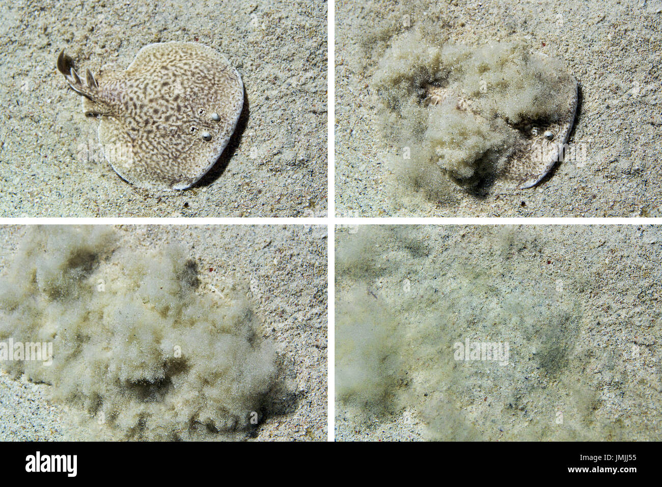 Black-spotted torpedo - Torpedo fuscomaculata Stock Photo - Alamy