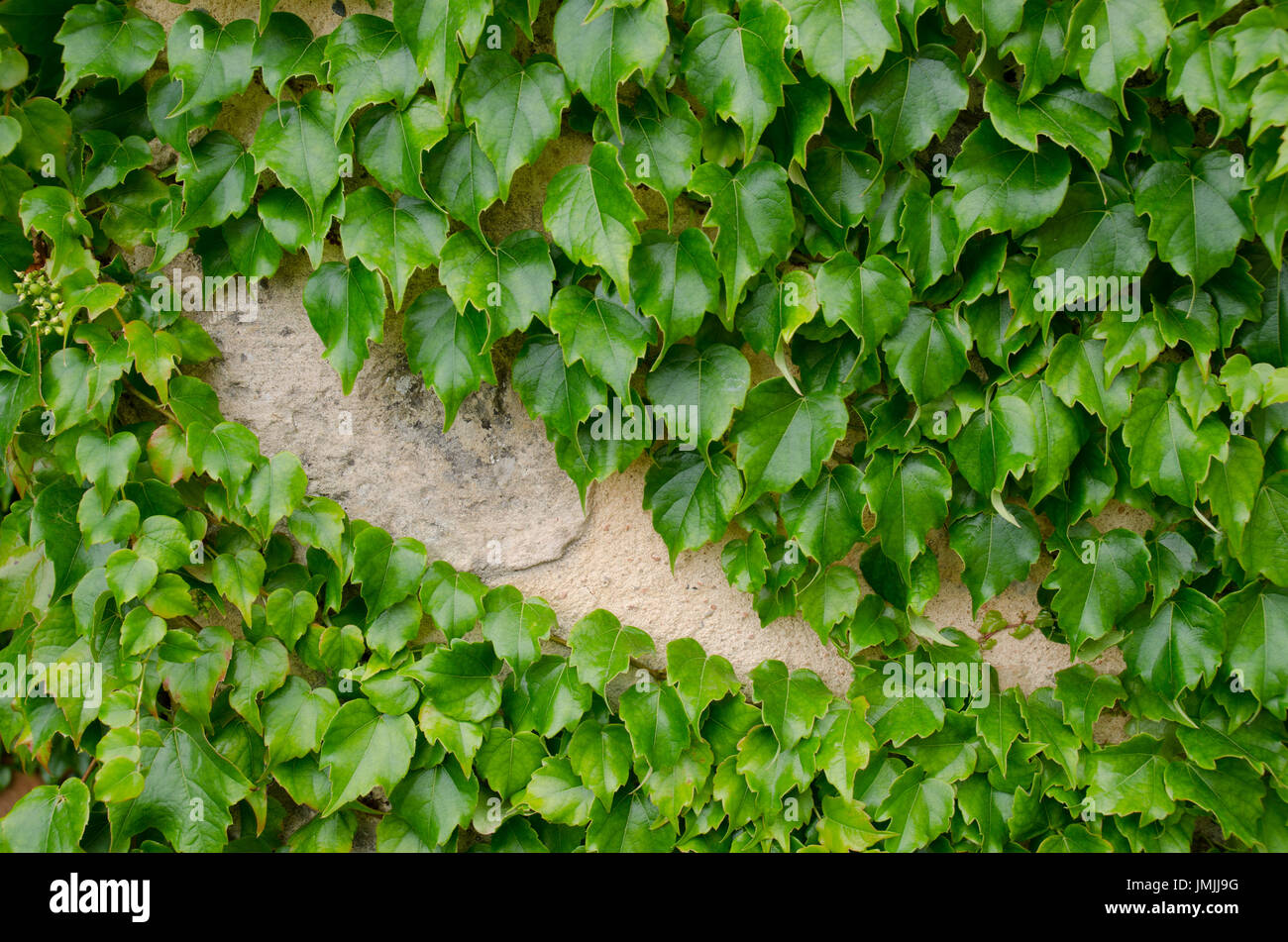 Virginia creeper hi-res stock photography and images - Alamy