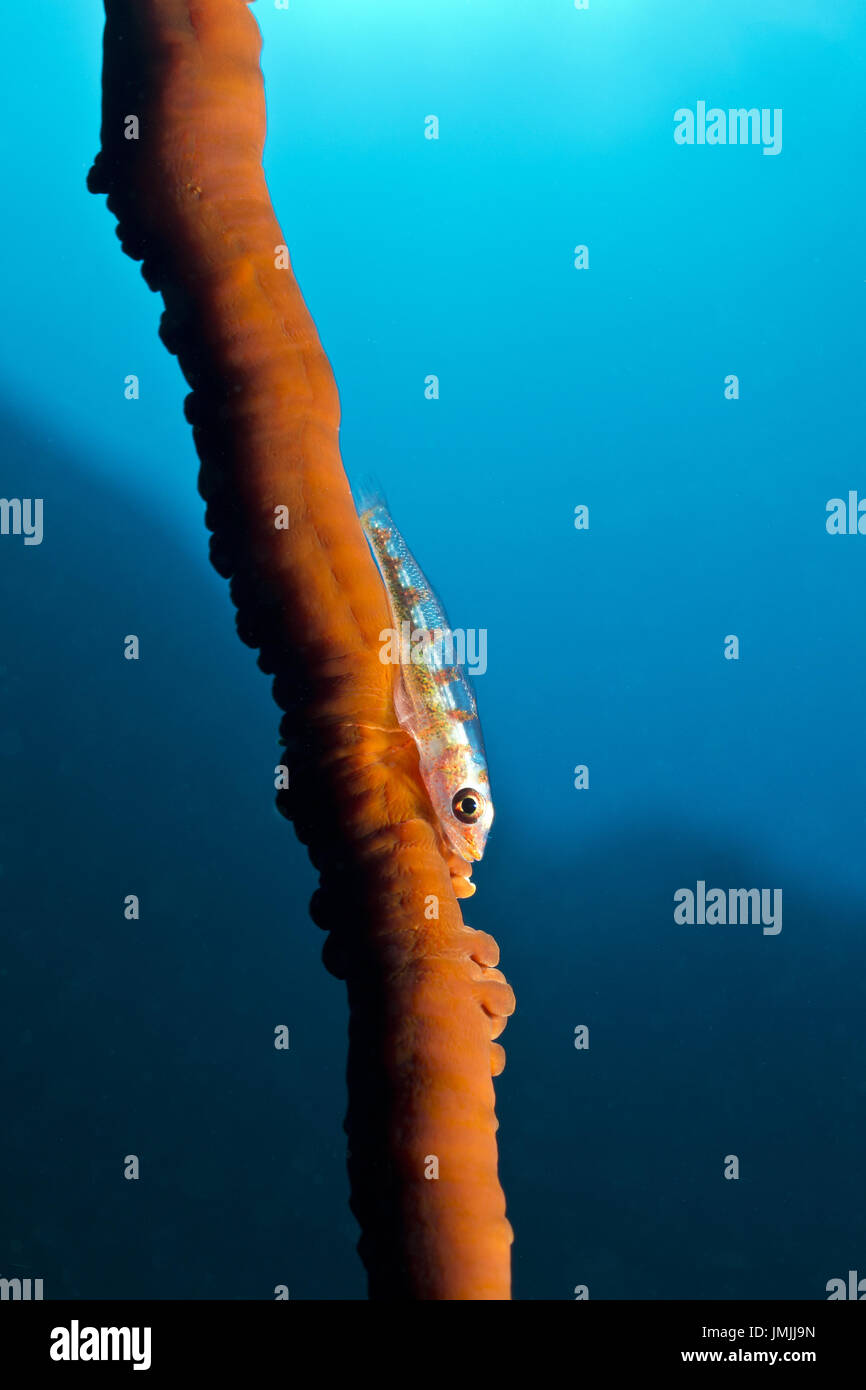 Whip Coral Goby High Resolution Stock Photography and Images - Alamy